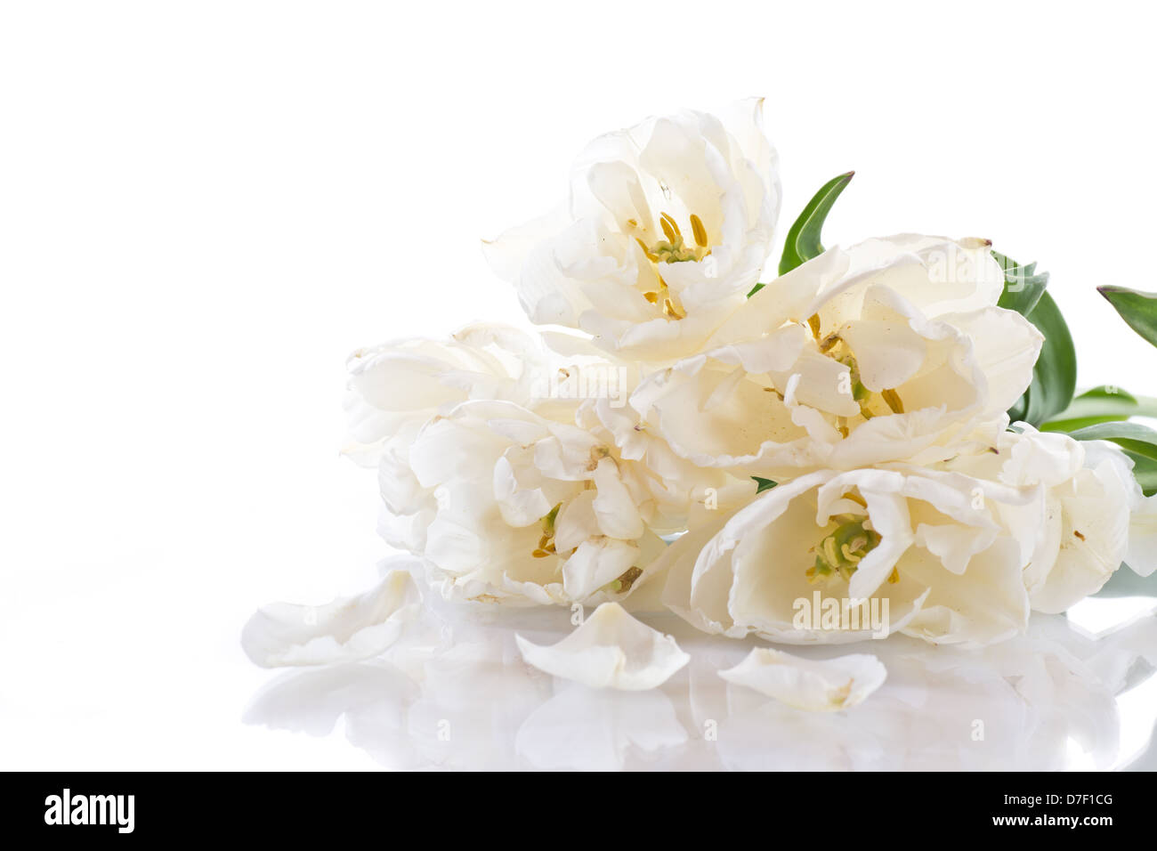 Beautiful tulips Stock Photo - Alamy