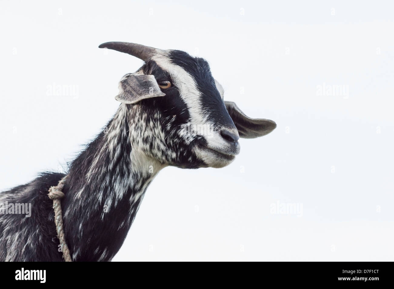 Funny looking goat and a cloudy sky background;Nepal Stock Photo - Alamy
