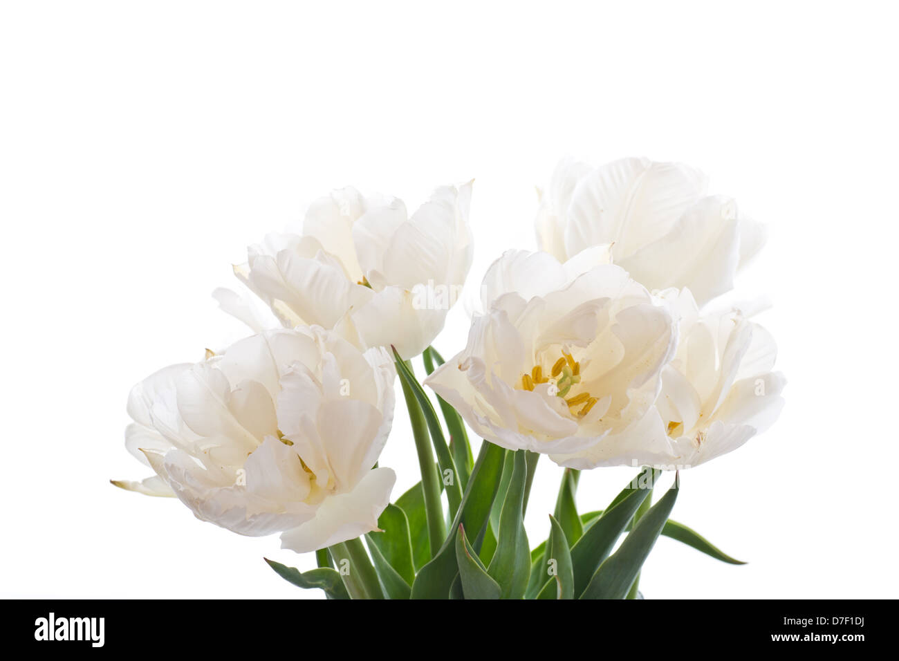 Beautiful tulips Stock Photo - Alamy