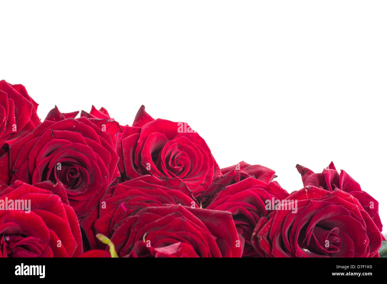 beautiful red roses Stock Photo - Alamy