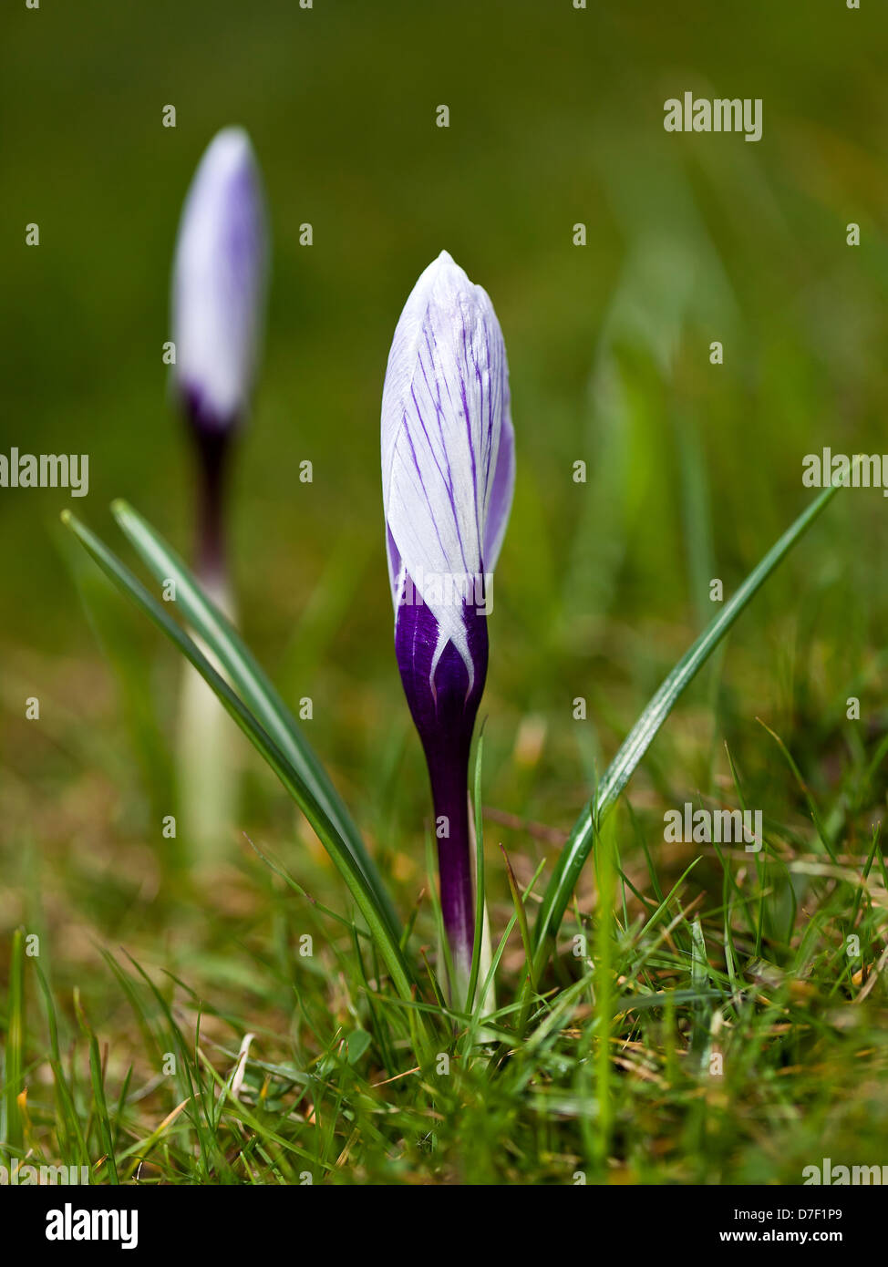 Two light purple (lilac) crocus plants before opening, growing in a ...