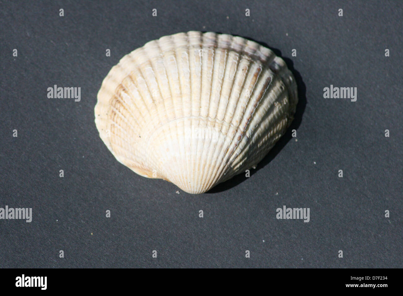 mussel shell Stock Photo - Alamy