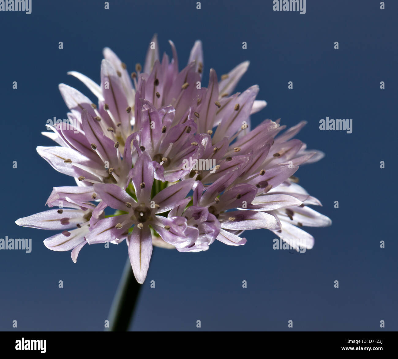 Flowering chives (lilac flowers) on blue background Stock Photo - Alamy