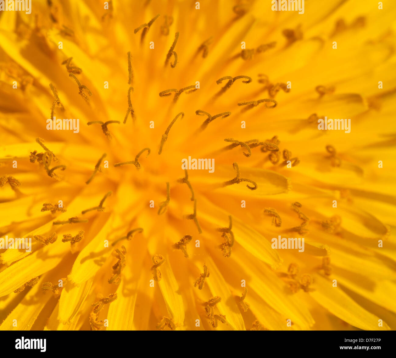 Bright yellow center of a dandelion flower Stock Photo - Alamy