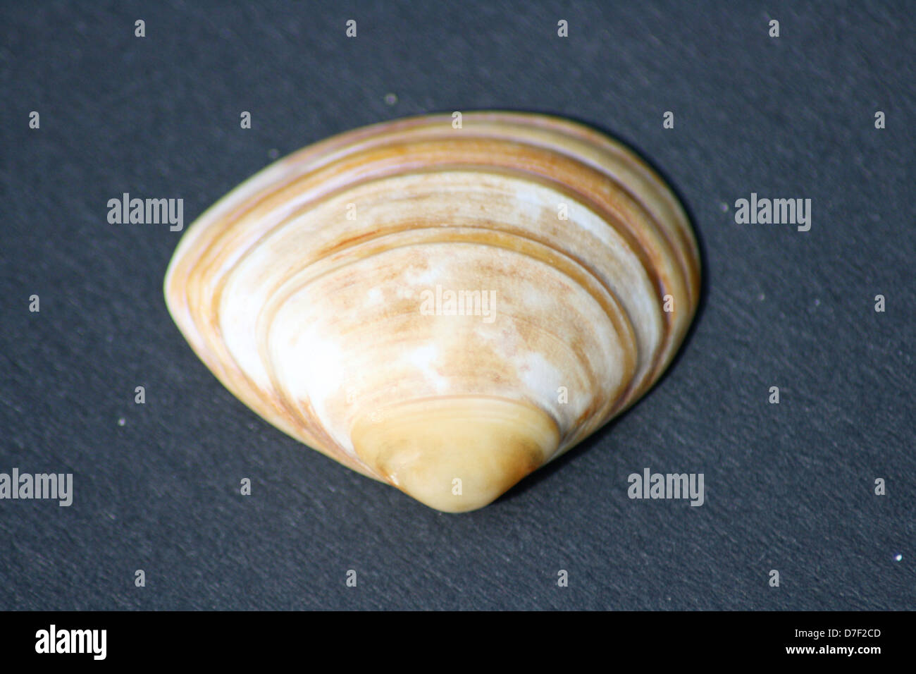 Clam shell bowl hi-res stock photography and images - Alamy