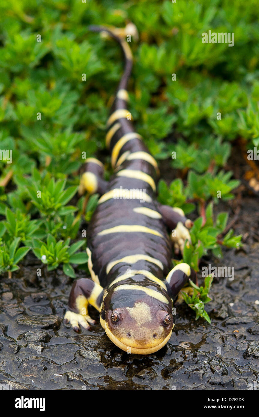 A tiger salamander near Fairfield, CA Stock Photo - Alamy