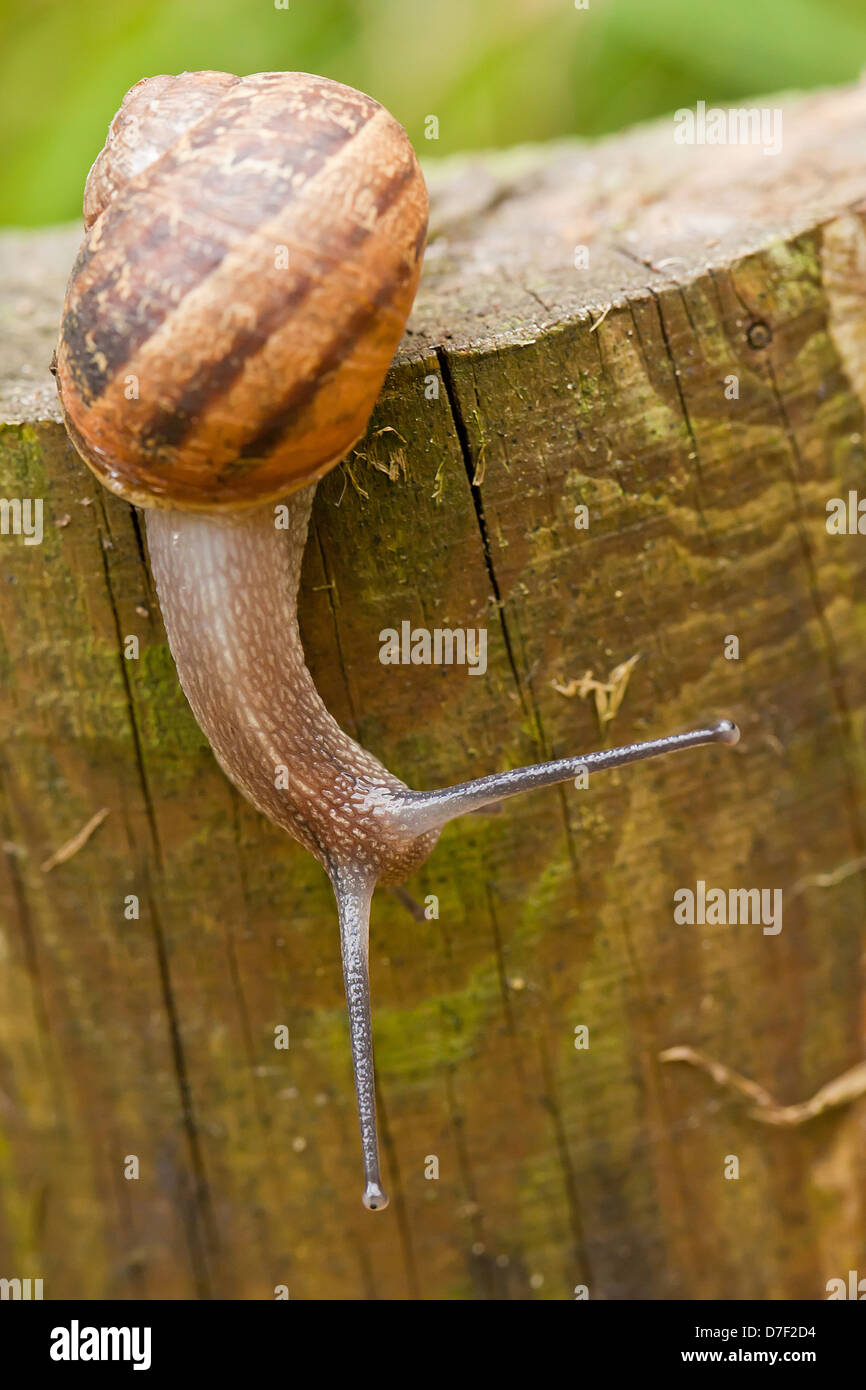 Garden snail climbing on a tree stump, upper tentacles clearly visible ...