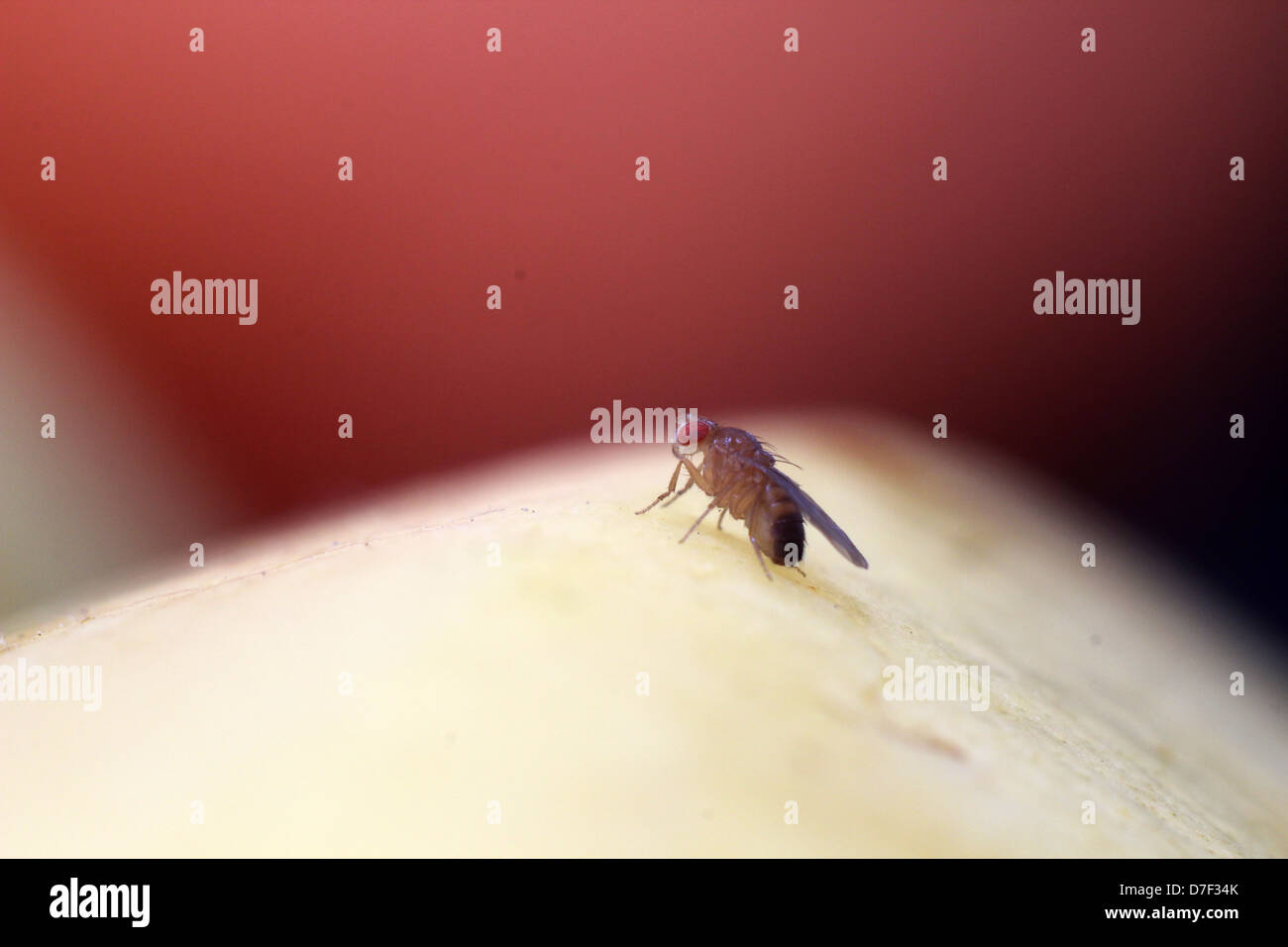 Fruit fly on a banana. Macro image Stock Photo - Alamy