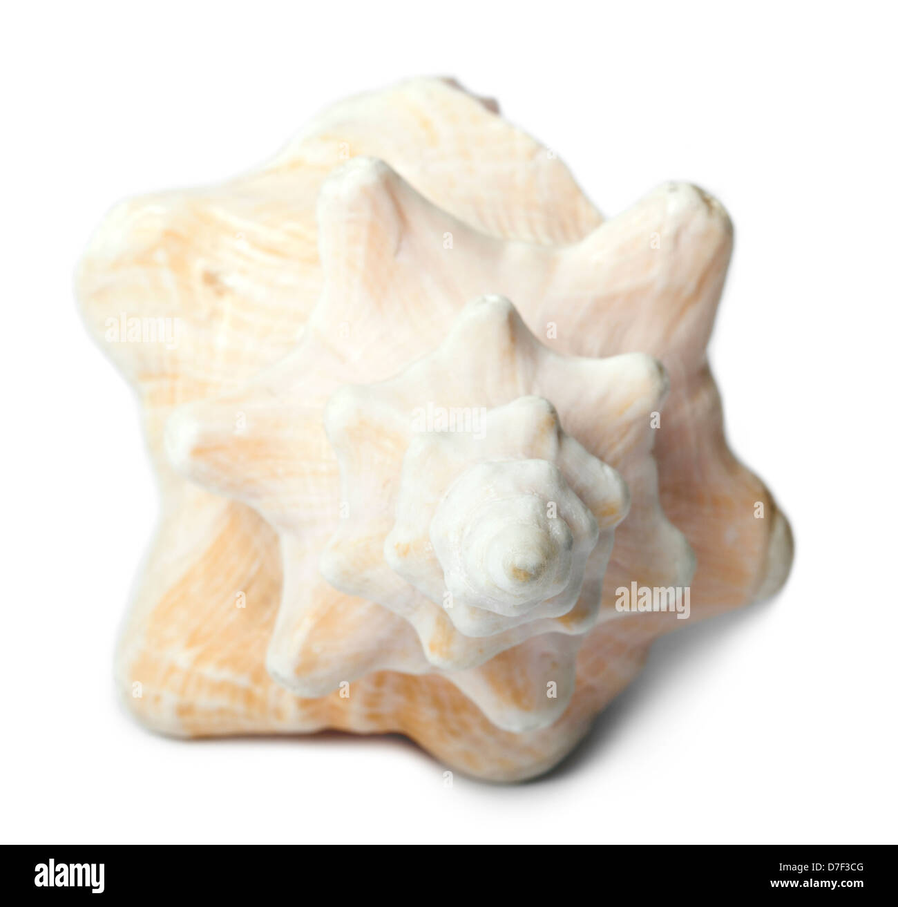 Conch shell white hi-res stock photography and images - Alamy