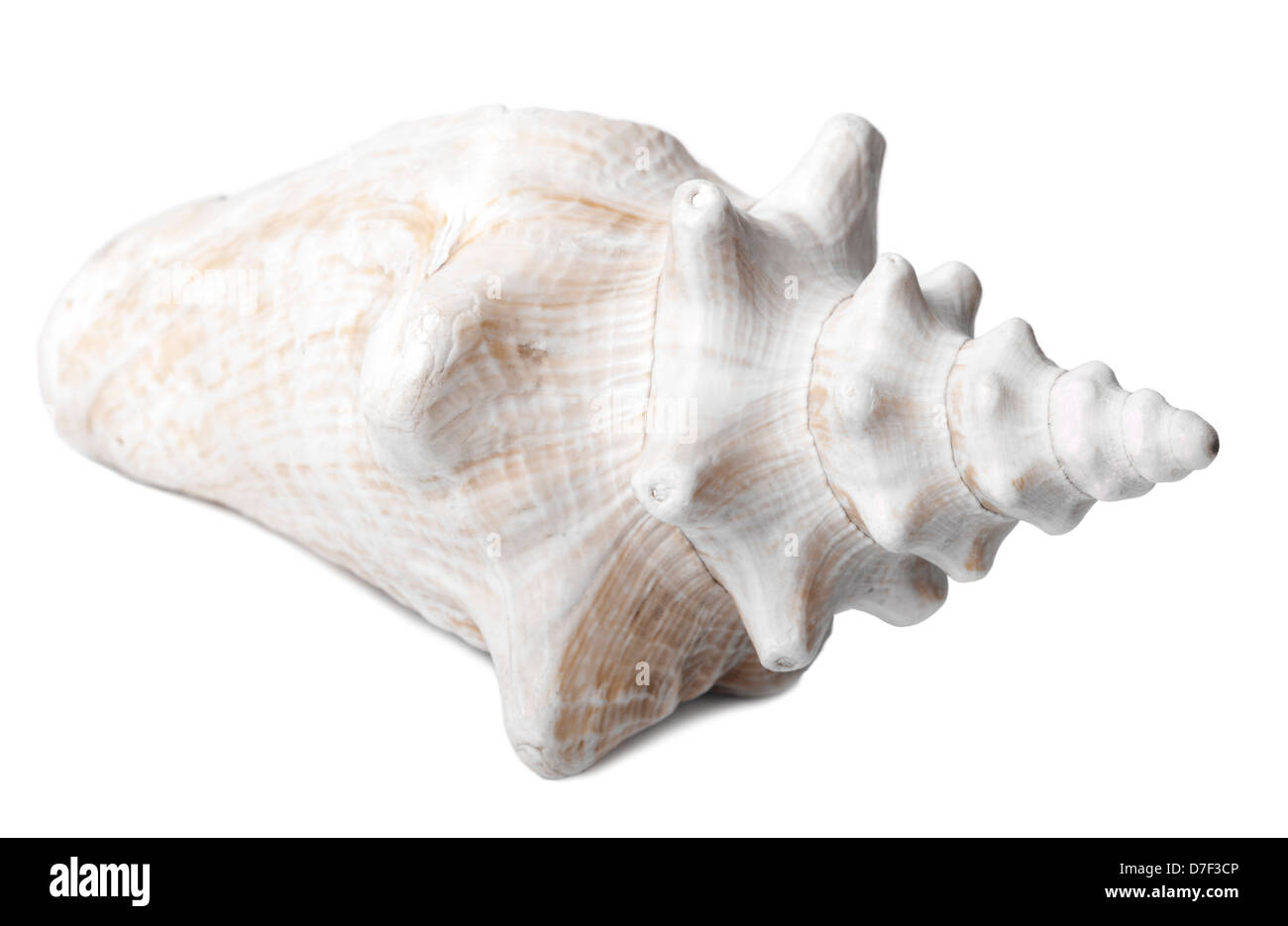 A lovely conch shell, isolated on white Stock Photo - Alamy