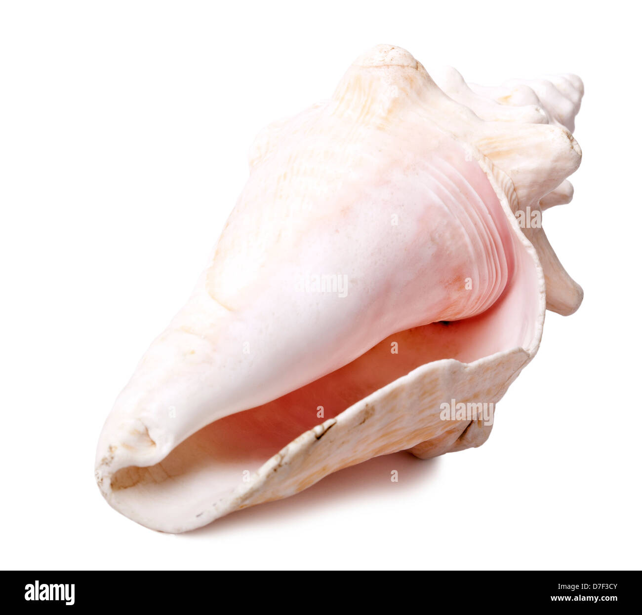 A lovely conch shell, isolated on white Stock Photo - Alamy