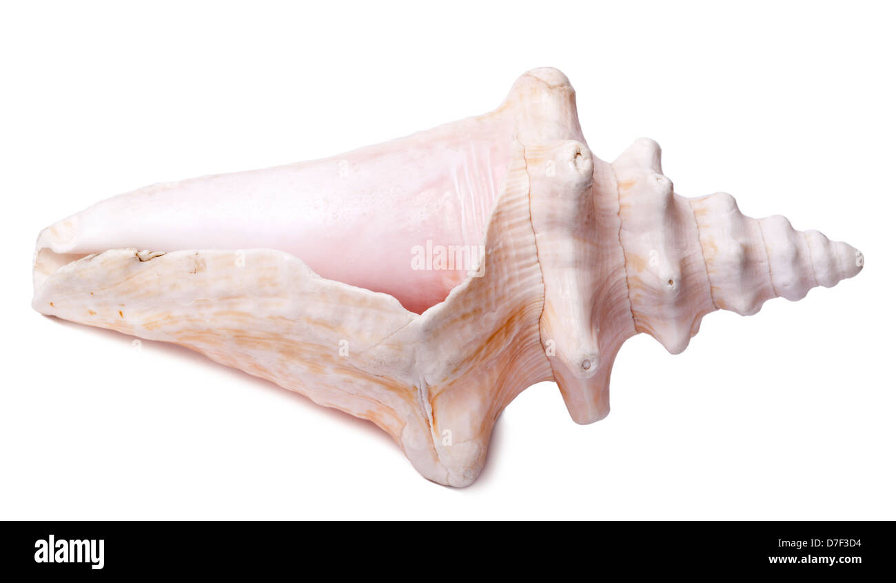 A lovely conch shell, isolated on white Stock Photo - Alamy