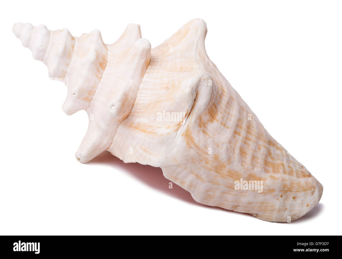 A lovely conch shell, isolated on white Stock Photo - Alamy