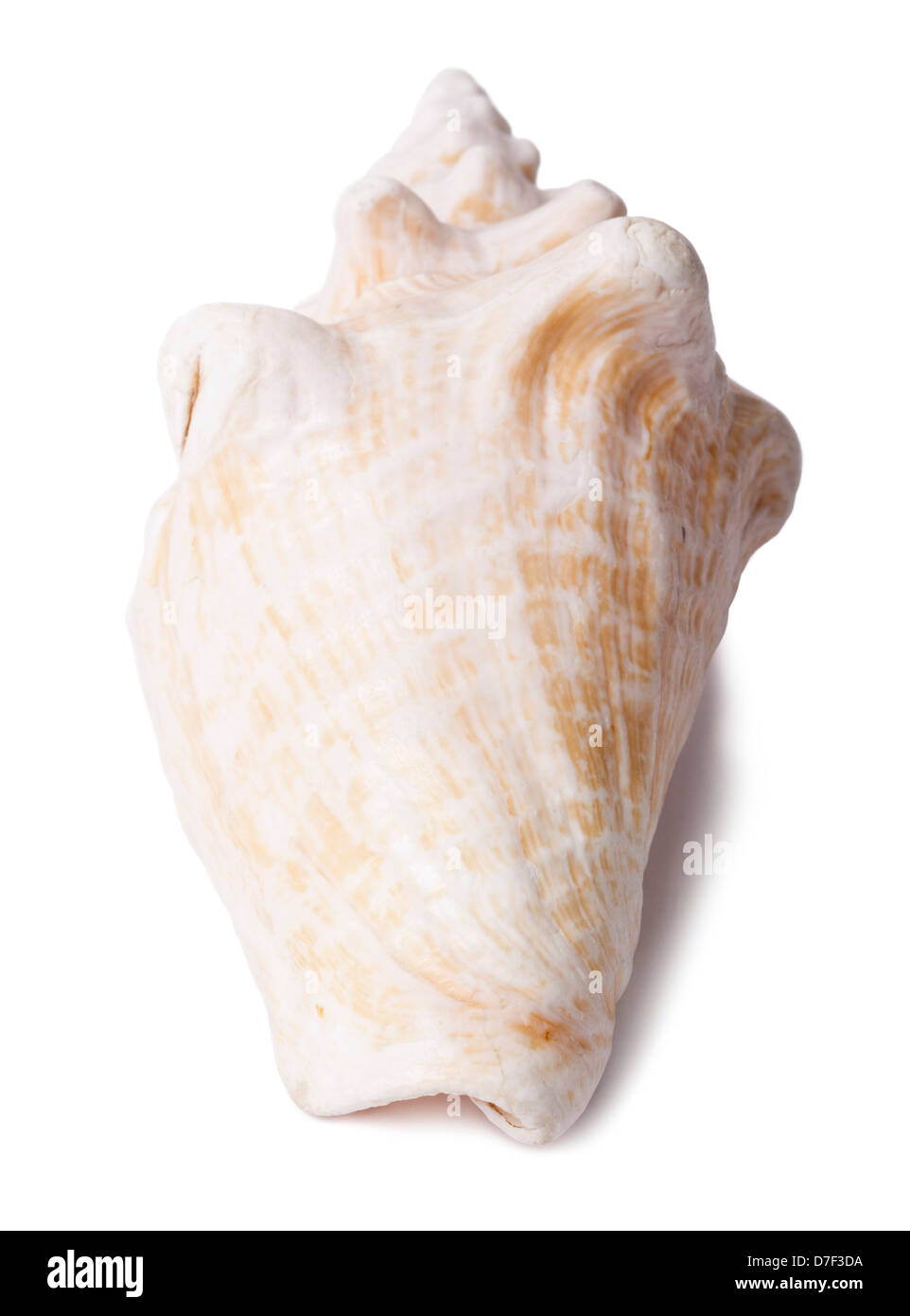 Pink conch hi-res stock photography and images - Alamy
