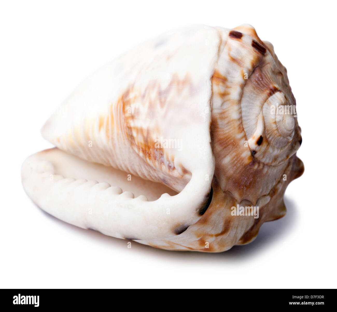 A lovely conch shell, isolated on white Stock Photo - Alamy
