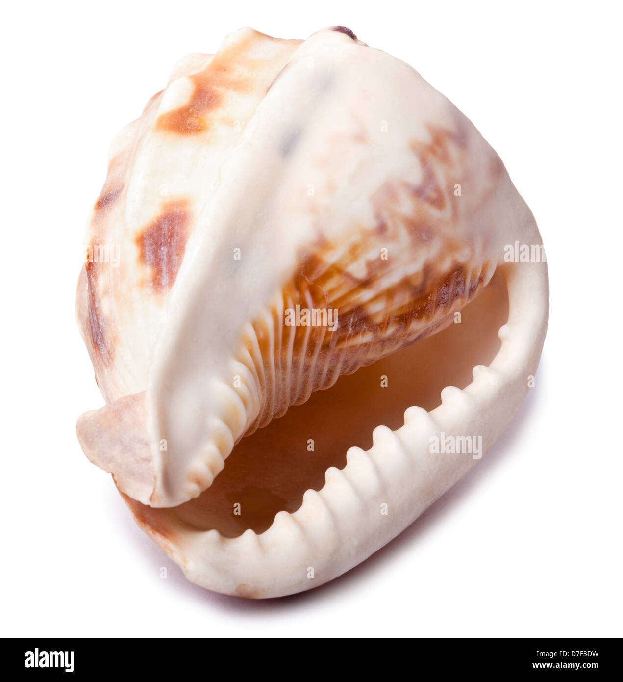 A lovely conch shell, isolated on white Stock Photo - Alamy
