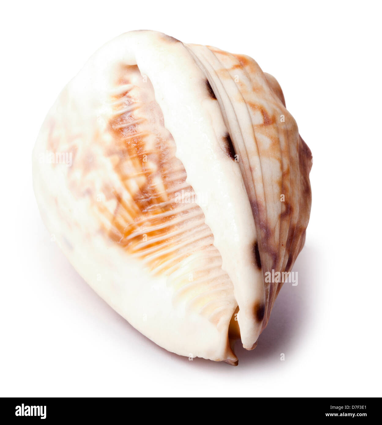 A lovely conch shell, isolated on white Stock Photo - Alamy