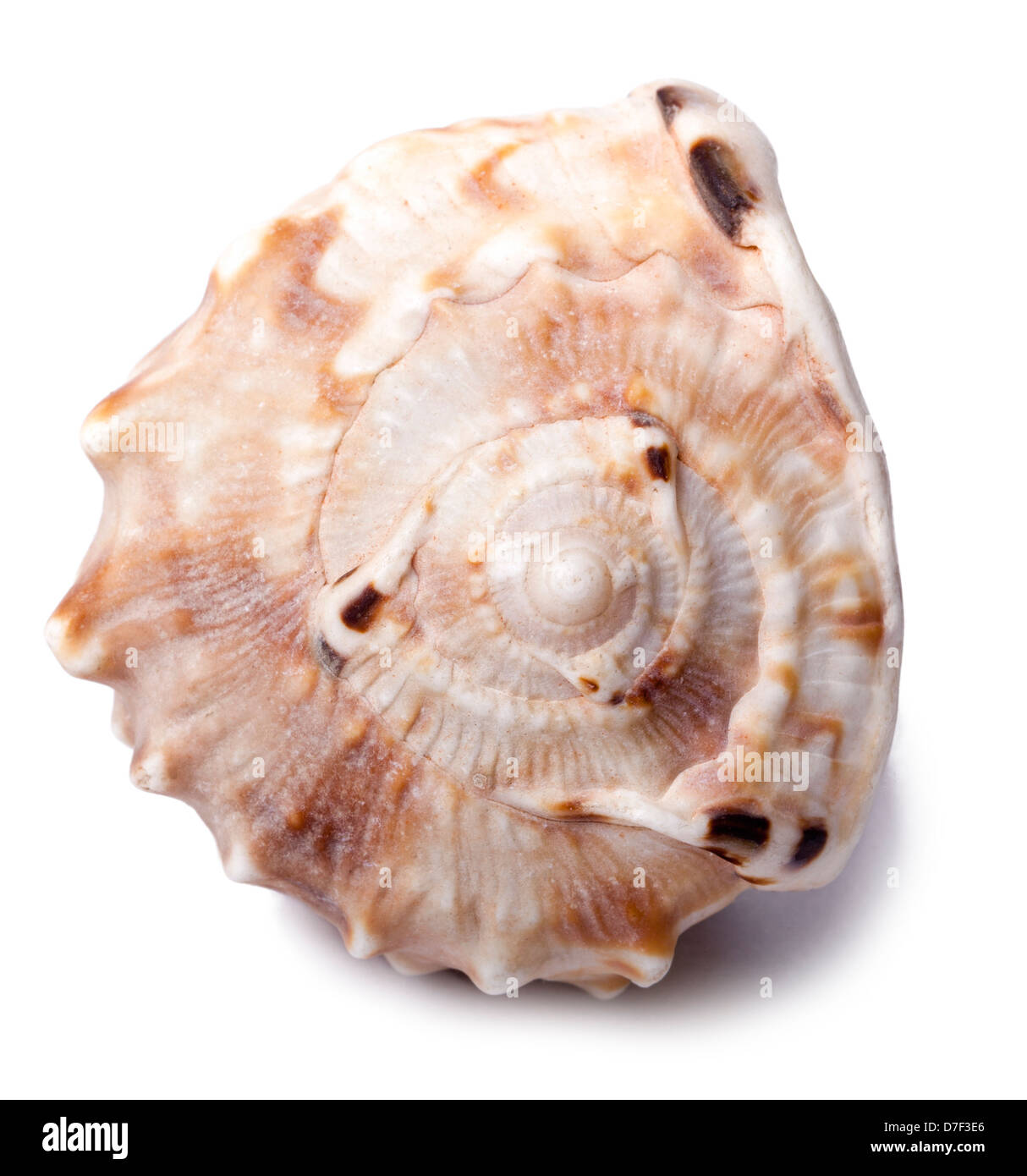 A lovely conch shell, isolated on white Stock Photo - Alamy
