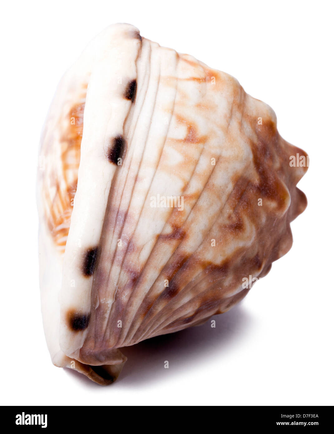 A lovely conch shell, isolated on white Stock Photo - Alamy