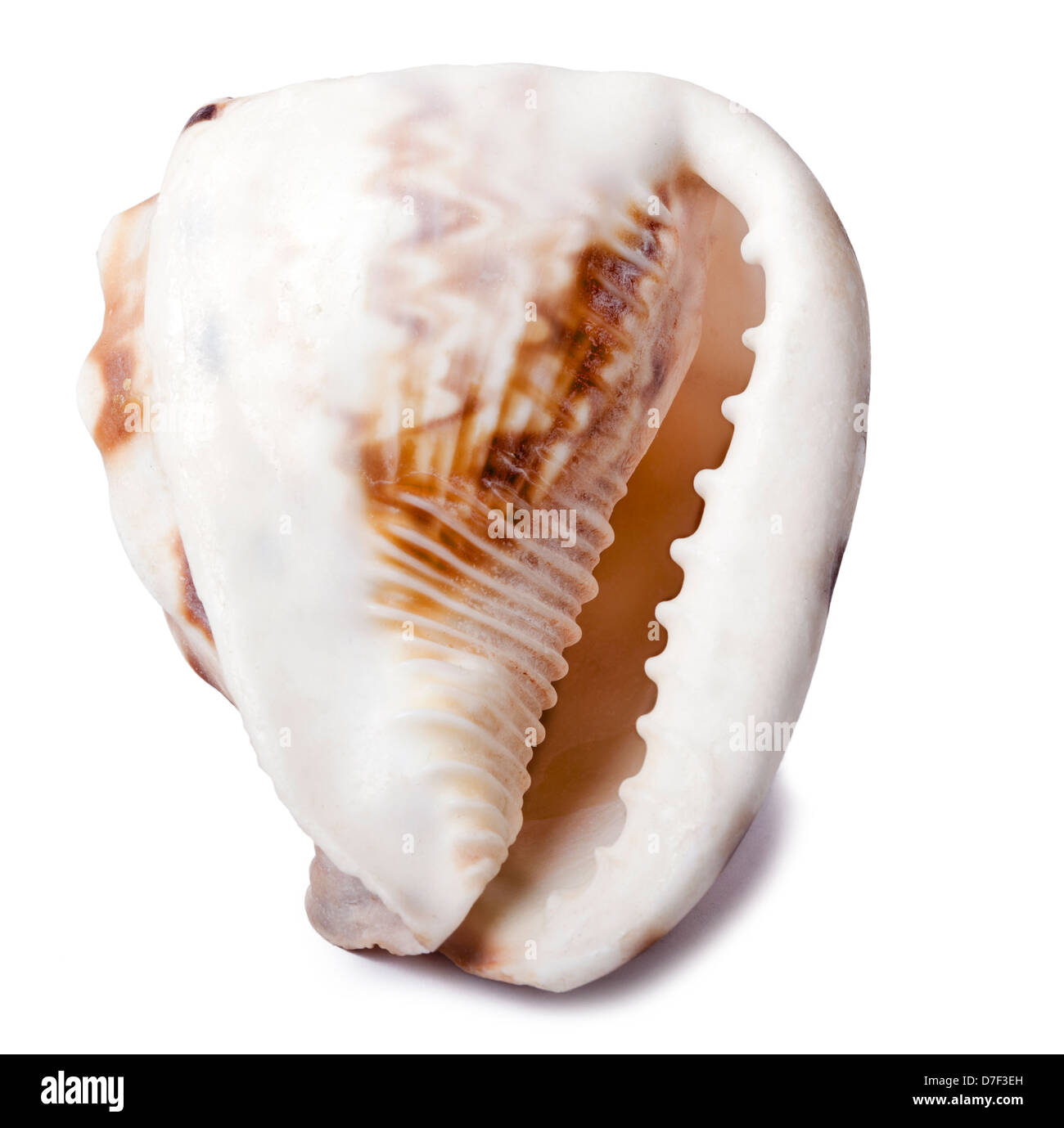 A lovely conch shell, isolated on white Stock Photo - Alamy