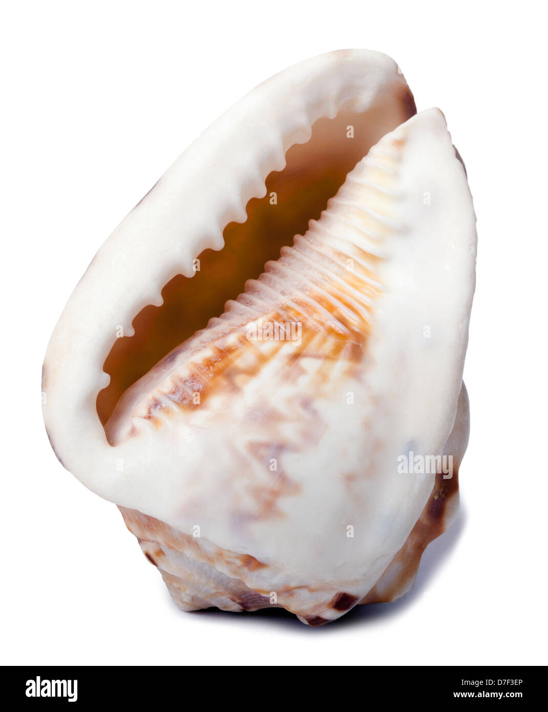 A lovely conch shell, isolated on white Stock Photo - Alamy