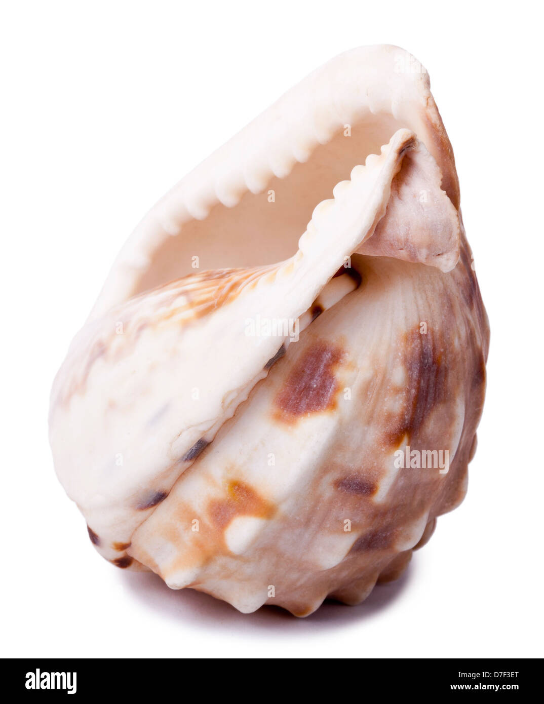 Queen conch shell Cut Out Stock Images & Pictures - Alamy