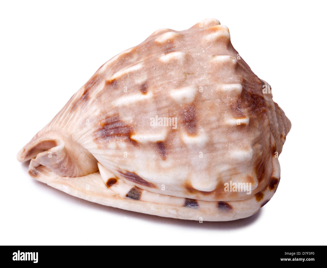 A lovely conch shell, isolated on white Stock Photo - Alamy