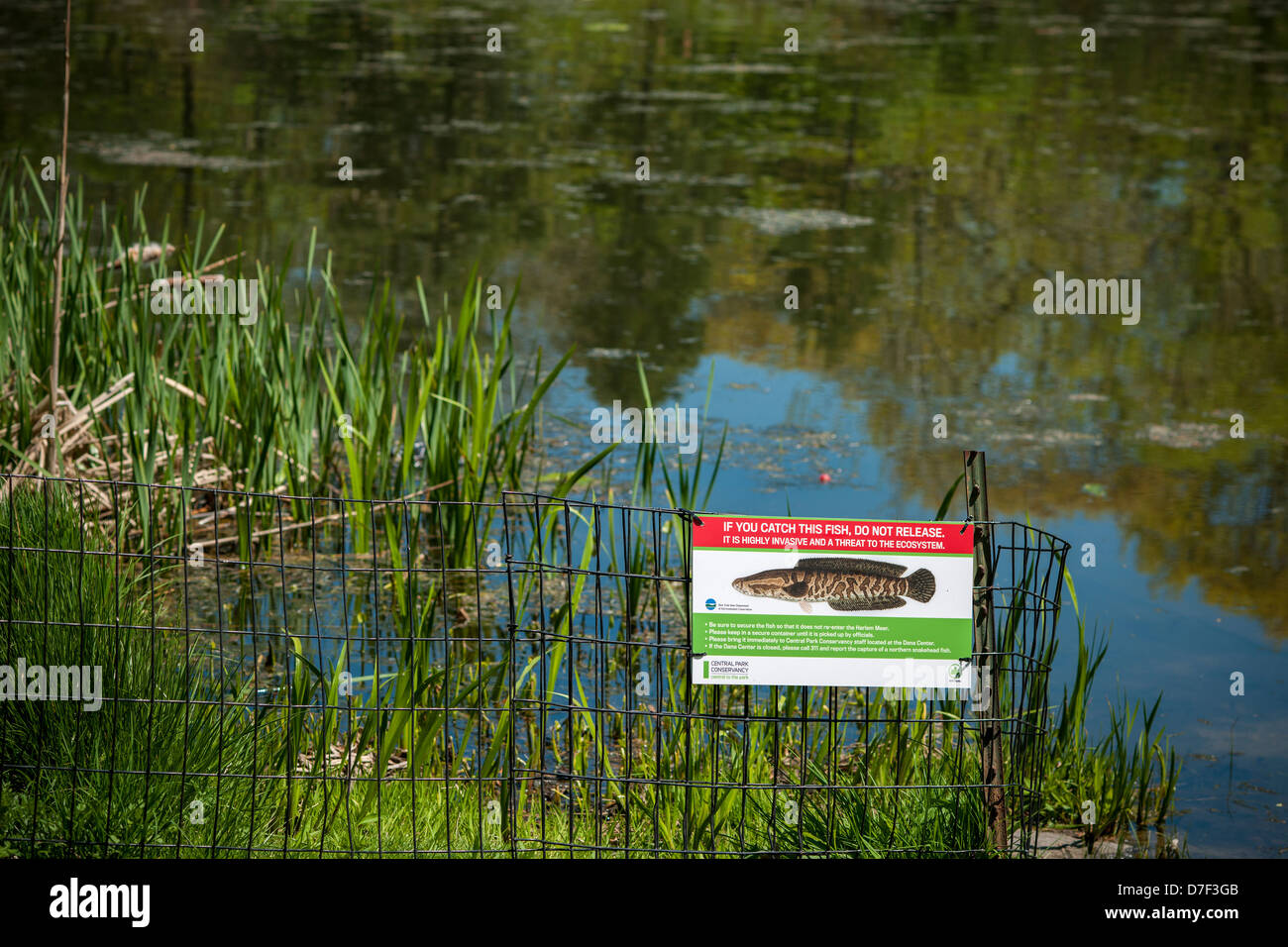 Frankenfish hi-res stock photography and images - Alamy