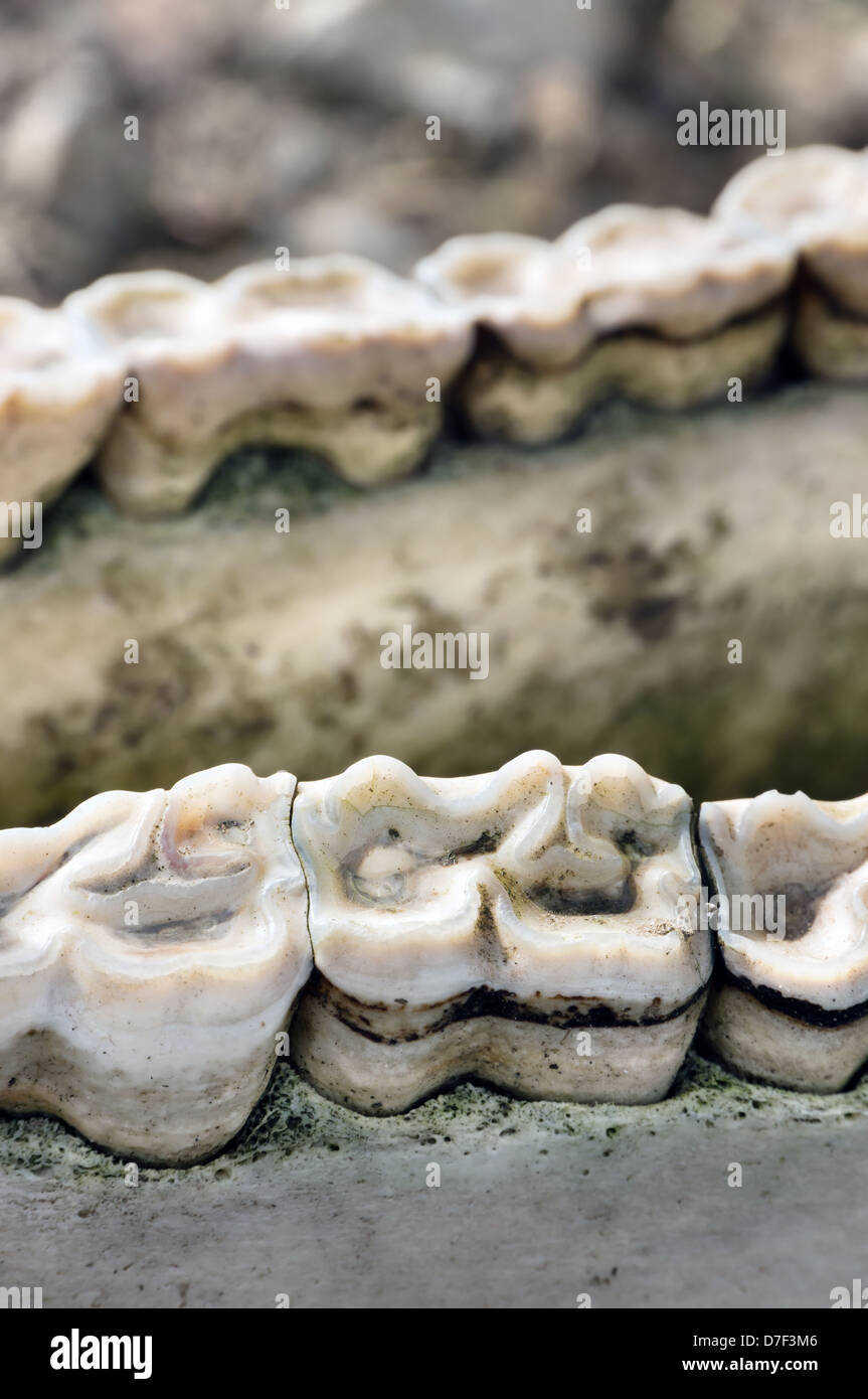 Animal skull teeth hi-res stock photography and images - Alamy