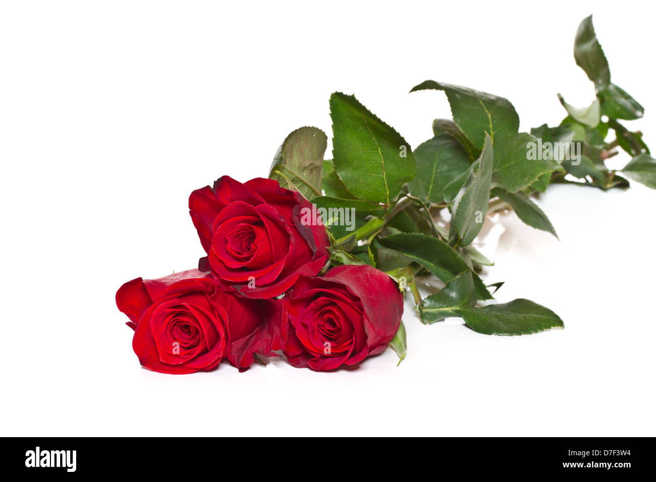 beautiful red roses Stock Photo - Alamy
