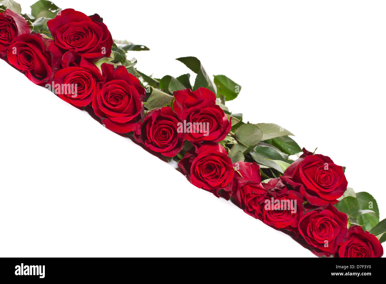beautiful red roses Stock Photo - Alamy
