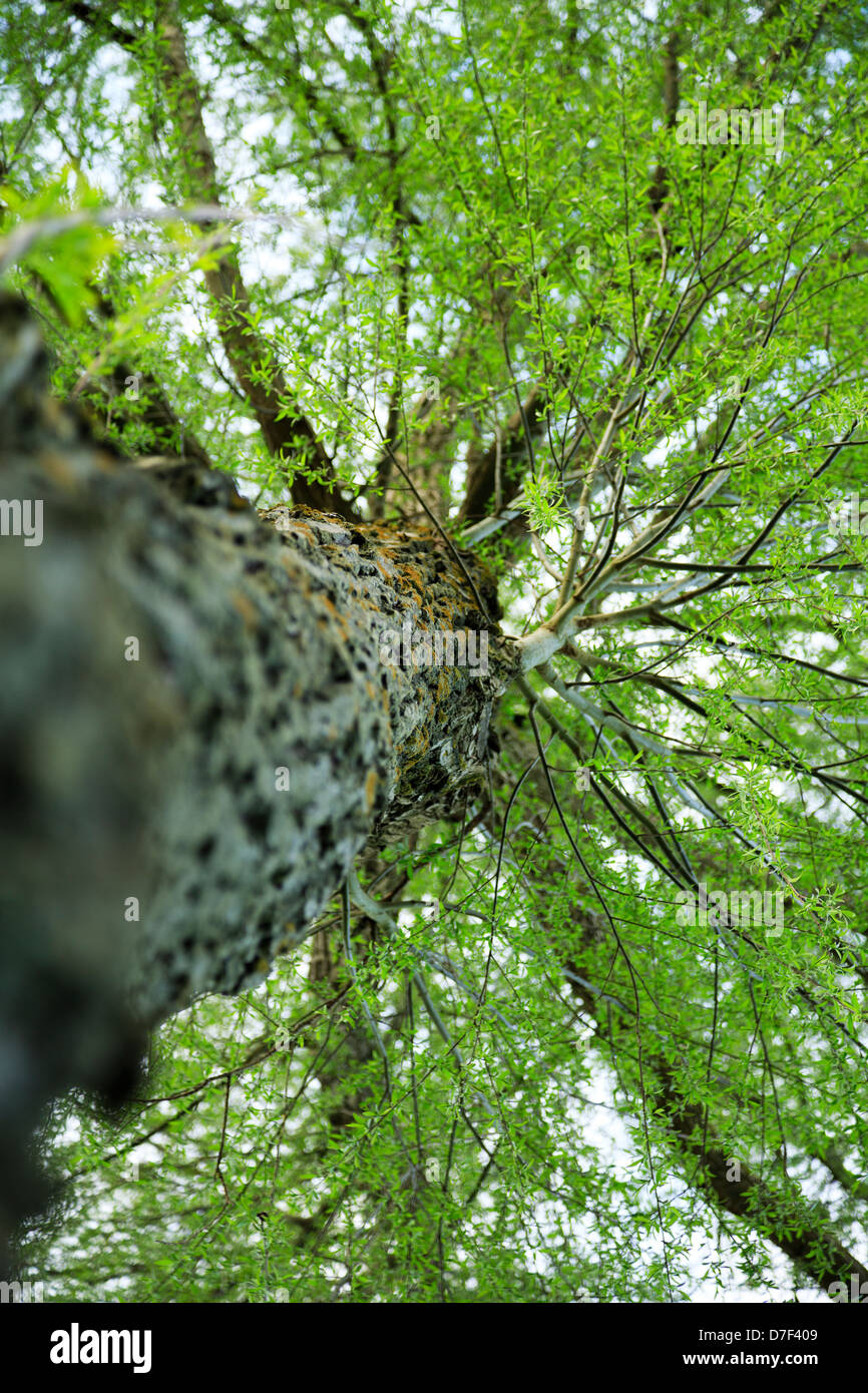 Looking up a tree, Ferry Meadows, Peterborough, England Stock Photo - Alamy