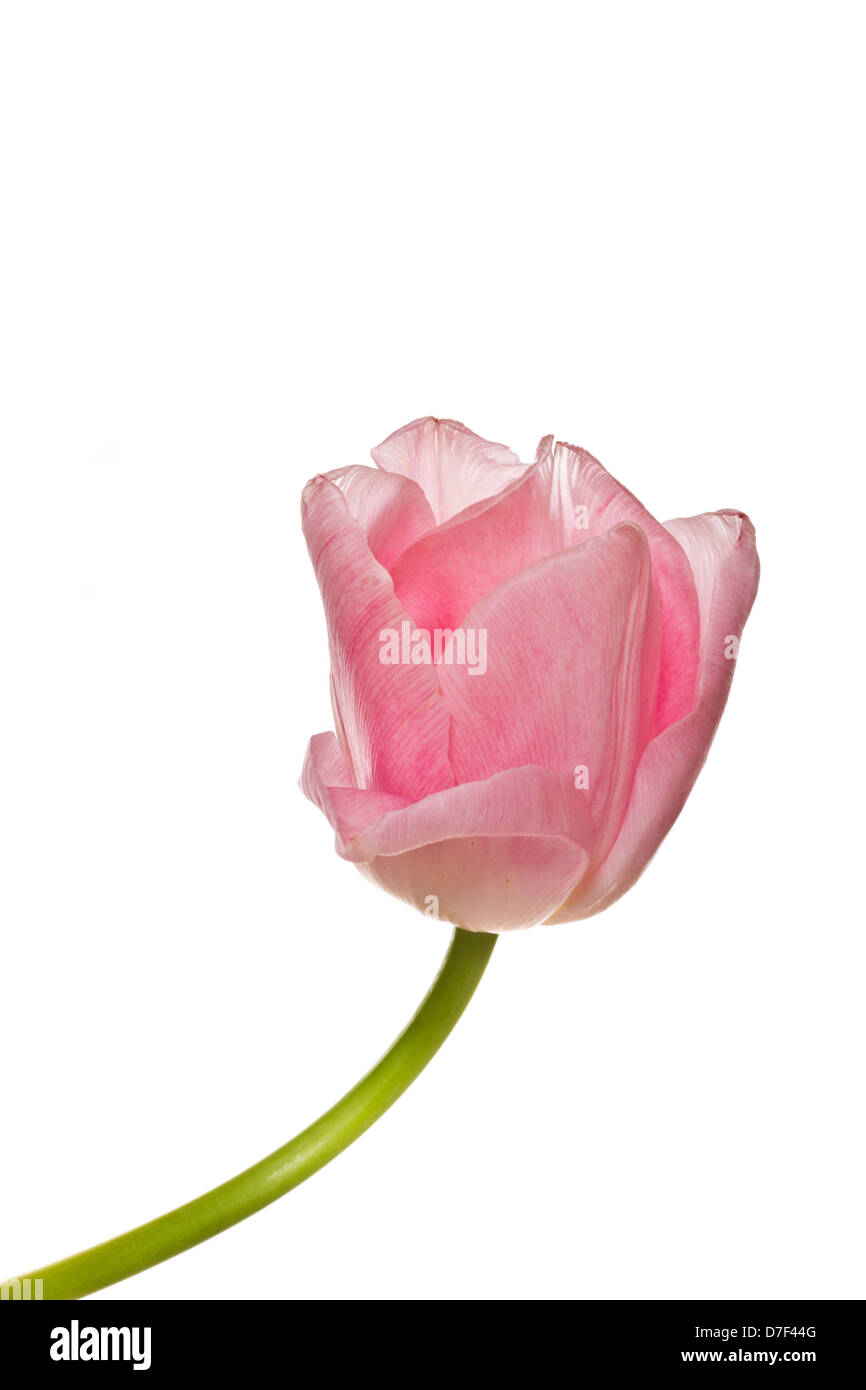 Beautiful tulips Stock Photo - Alamy