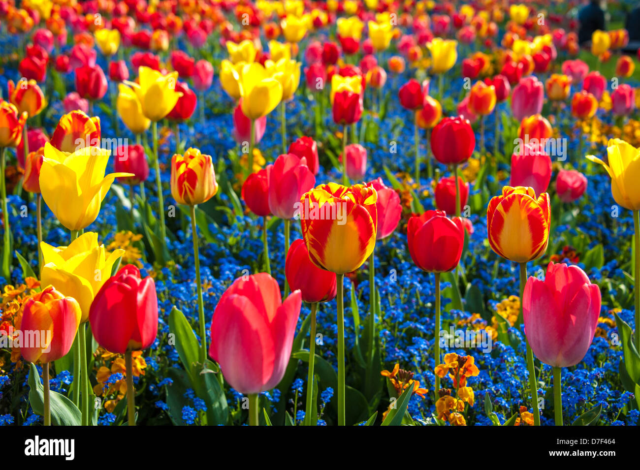 Spring flowers,Steine Gardens, Brighton, May 5th 2013 photo©Julia ...