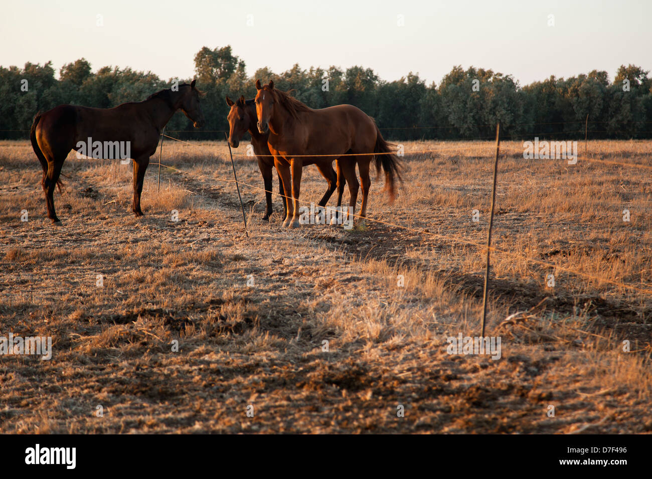 Two Horses Looking Over Fence High Resolution Stock Photography and ...