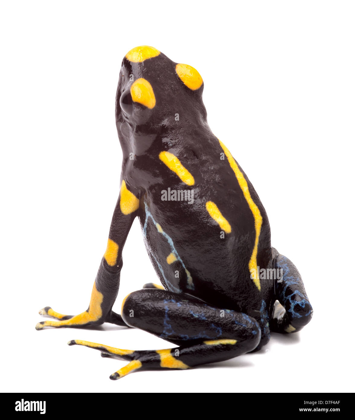 poison dart frog with black orange lines Dendrobates tinctorius Alanis ...