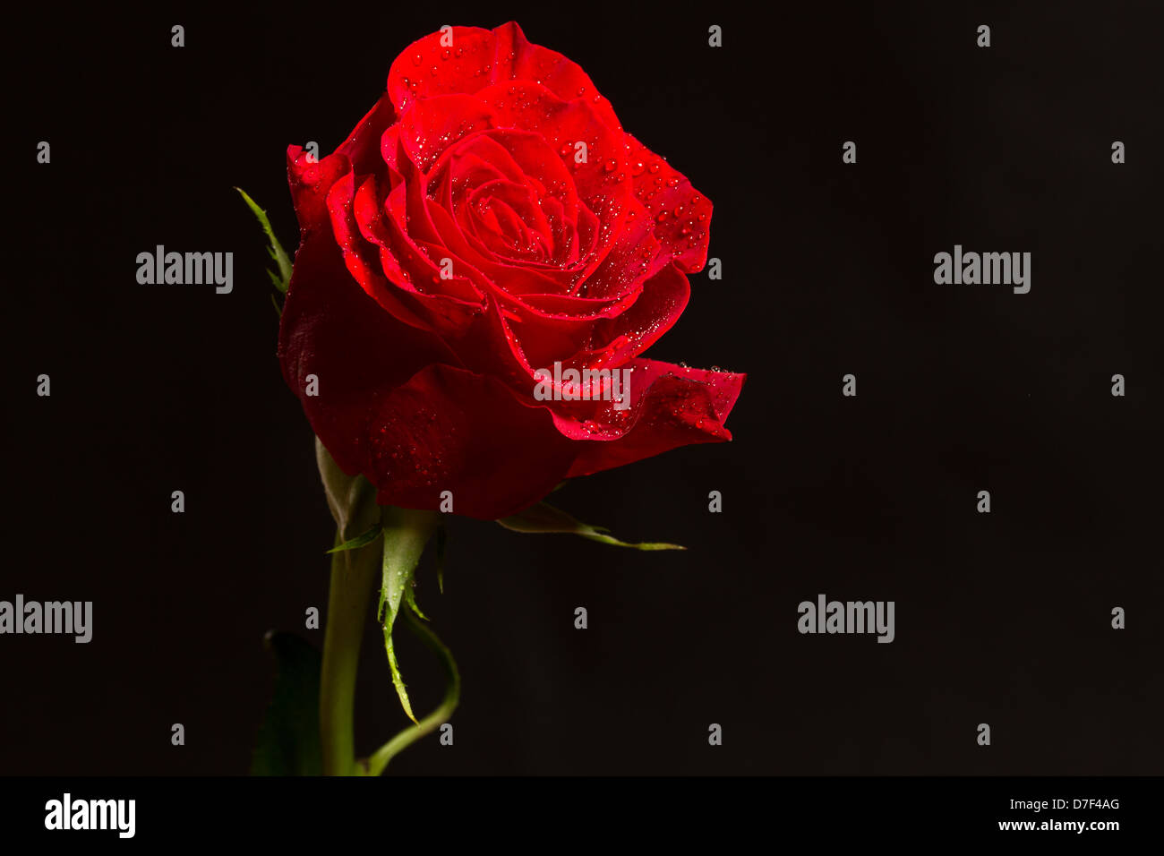 beautiful red roses Stock Photo - Alamy