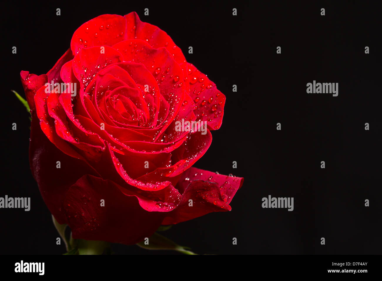 beautiful red roses Stock Photo - Alamy
