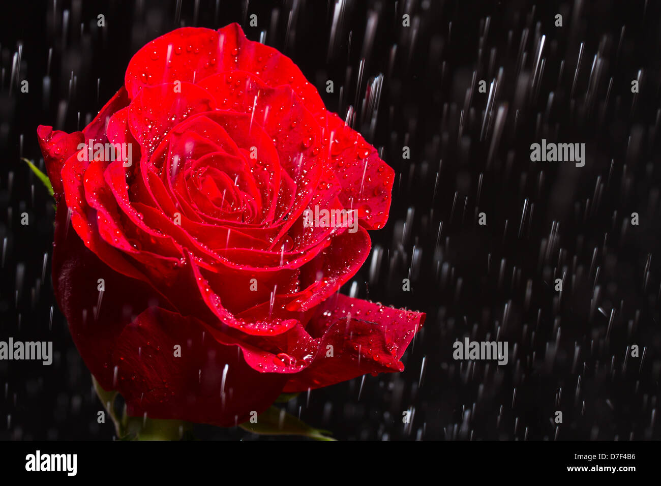 beautiful red roses Stock Photo - Alamy