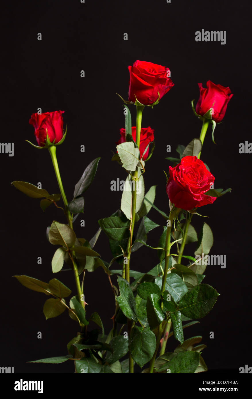 beautiful red roses Stock Photo - Alamy