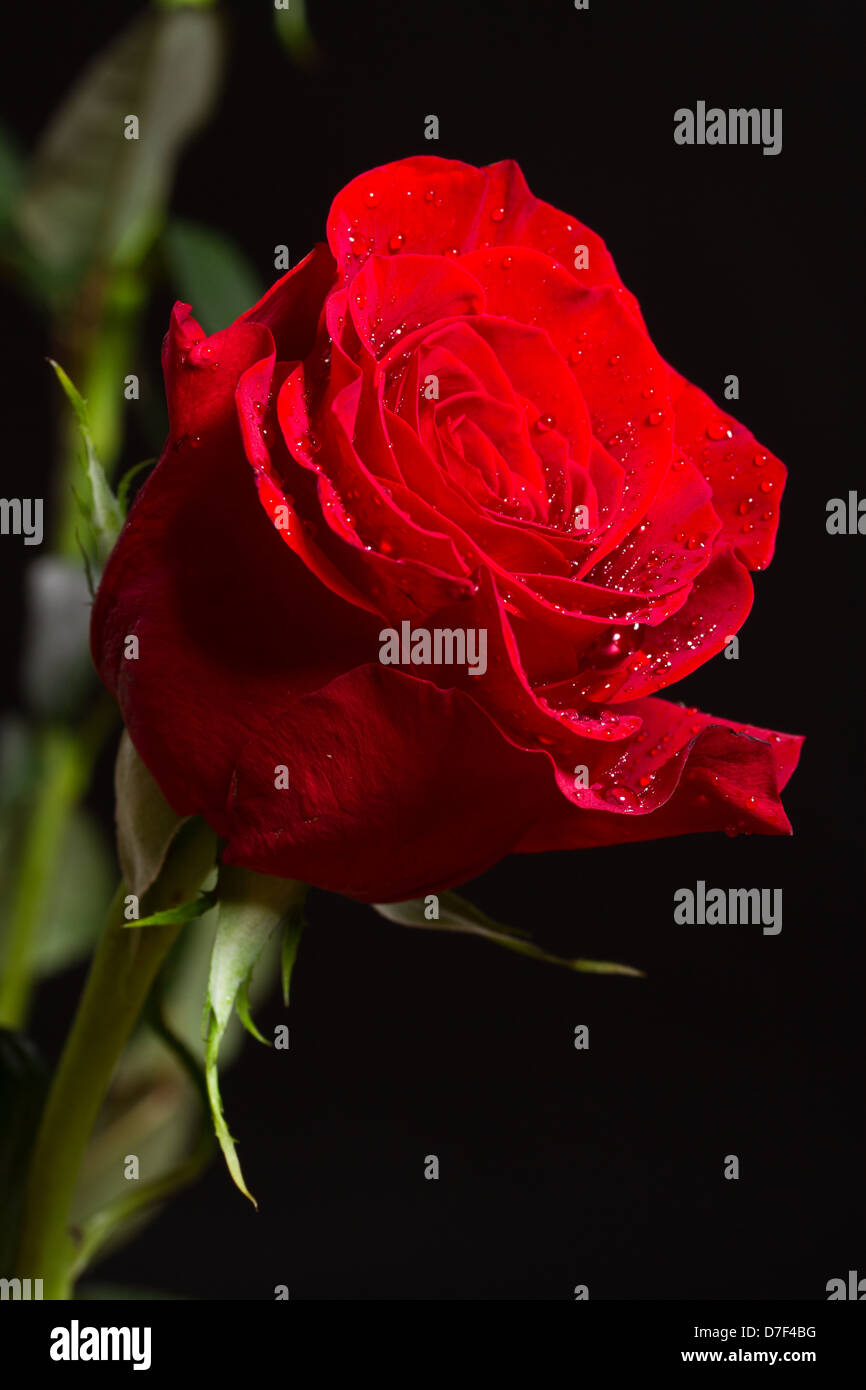 beautiful red roses Stock Photo - Alamy