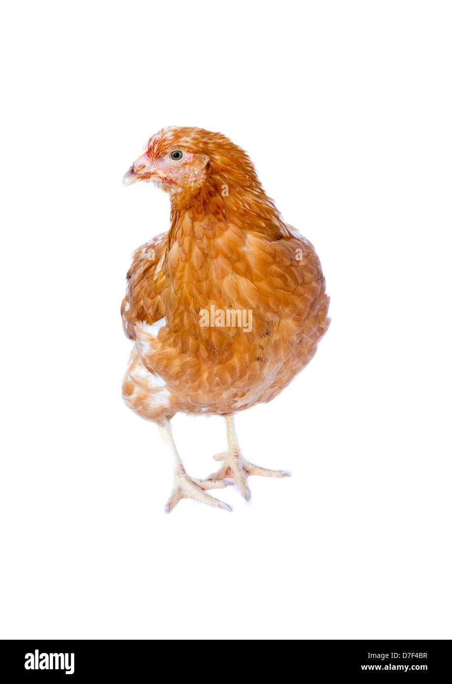young pullet isolated Stock Photo - Alamy