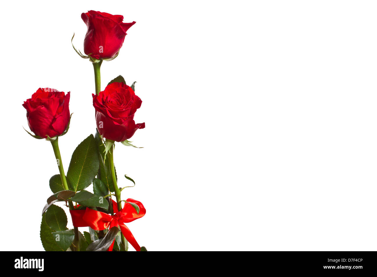 beautiful red roses Stock Photo - Alamy