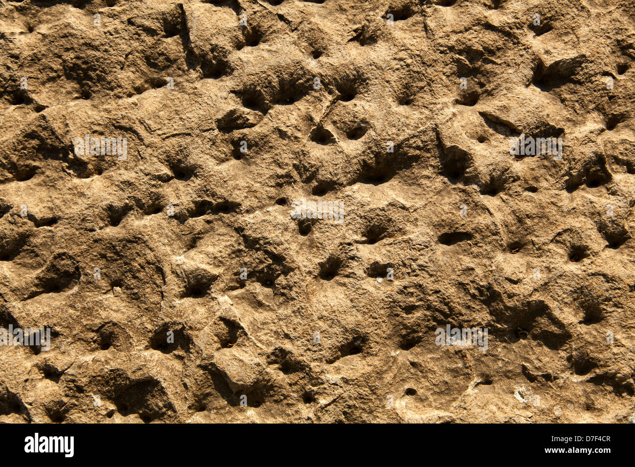 Crenated hi-res stock photography and images - Alamy