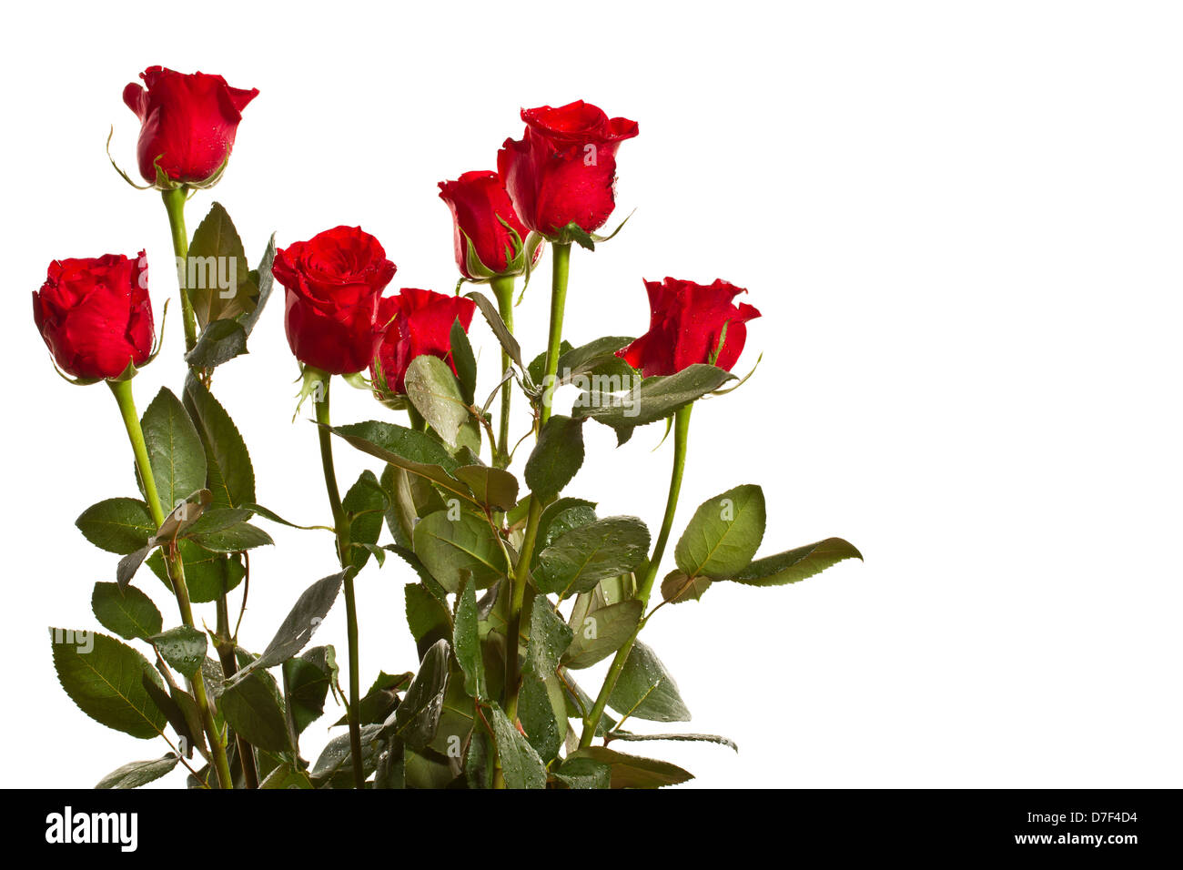 beautiful red roses Stock Photo - Alamy
