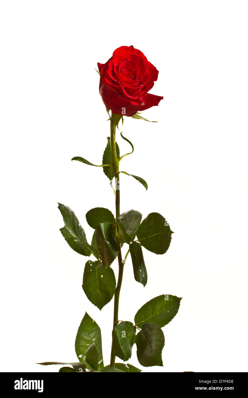 beautiful red roses Stock Photo - Alamy