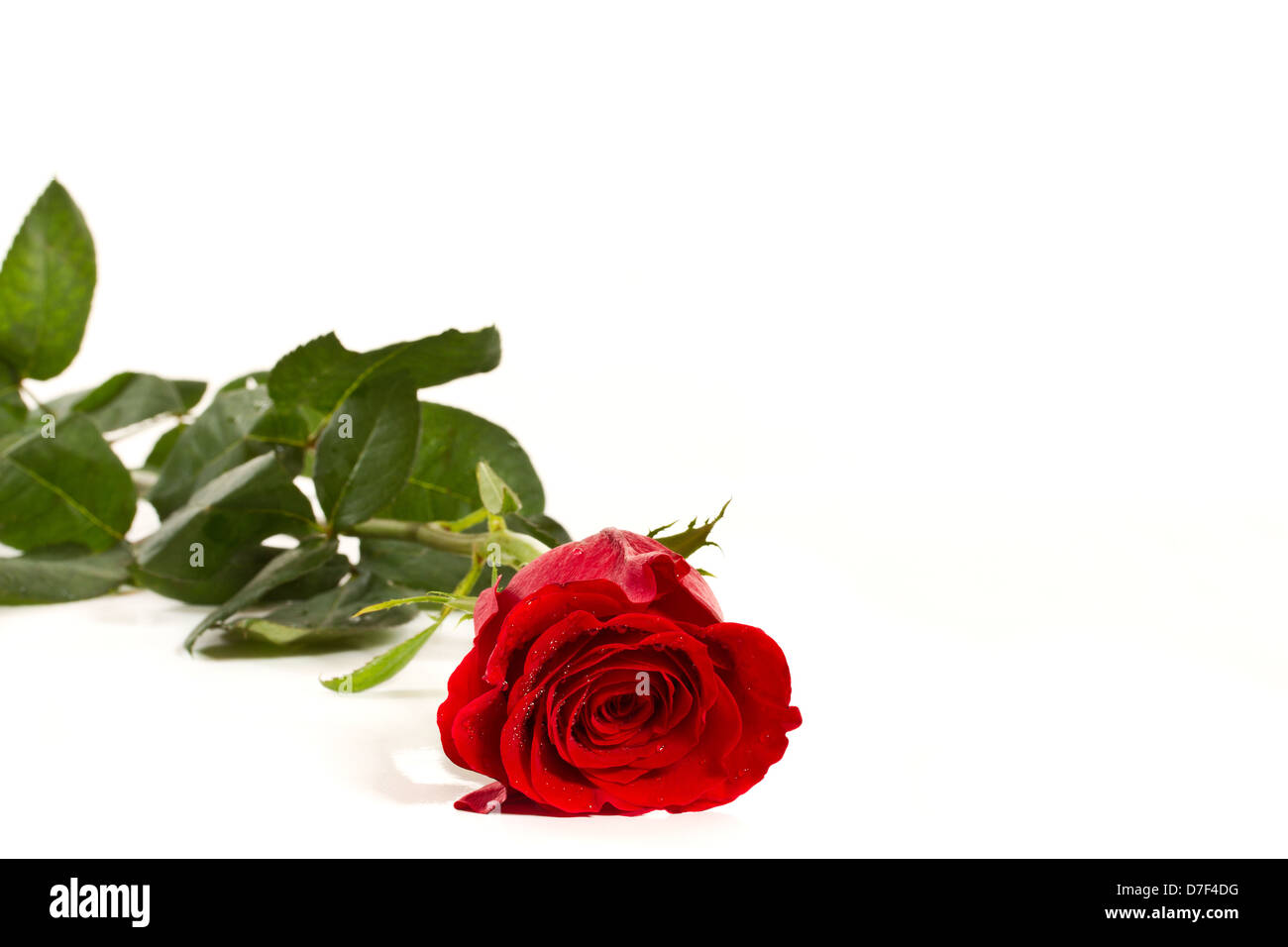 beautiful red roses Stock Photo - Alamy