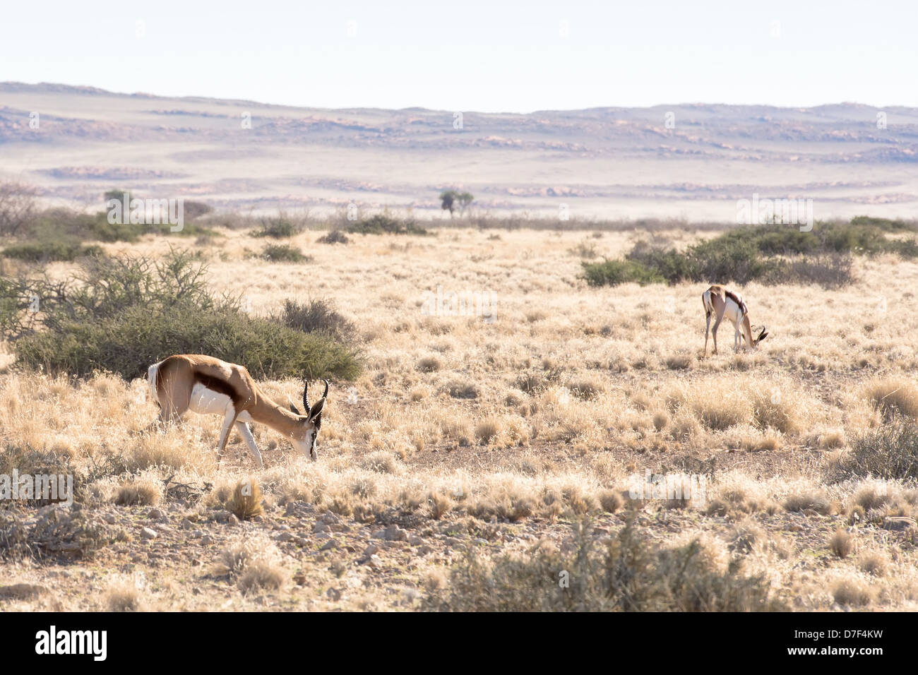 Wild springbok in Namibia, Africa Stock Photo - Alamy