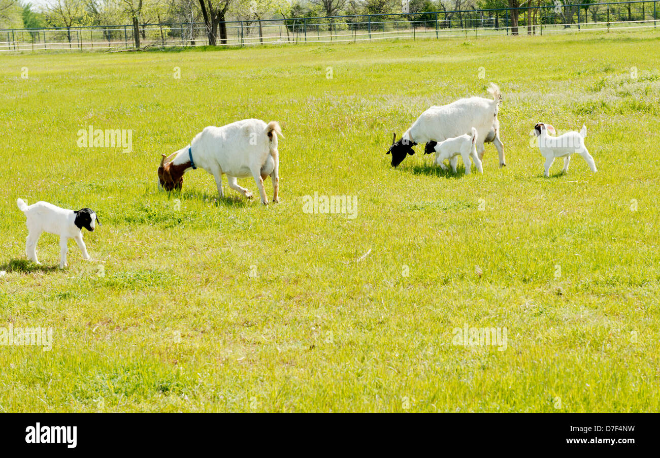 Ruminants hi-res stock photography and images - Alamy