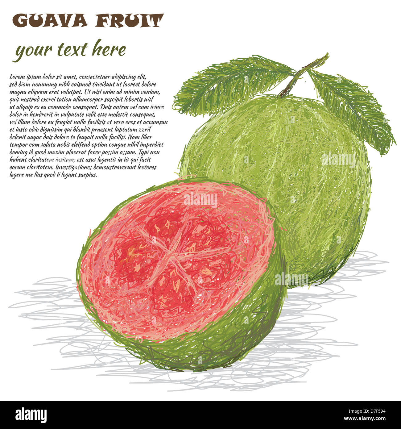 closeup illustration of fresh guava fruit isolated in white background ...